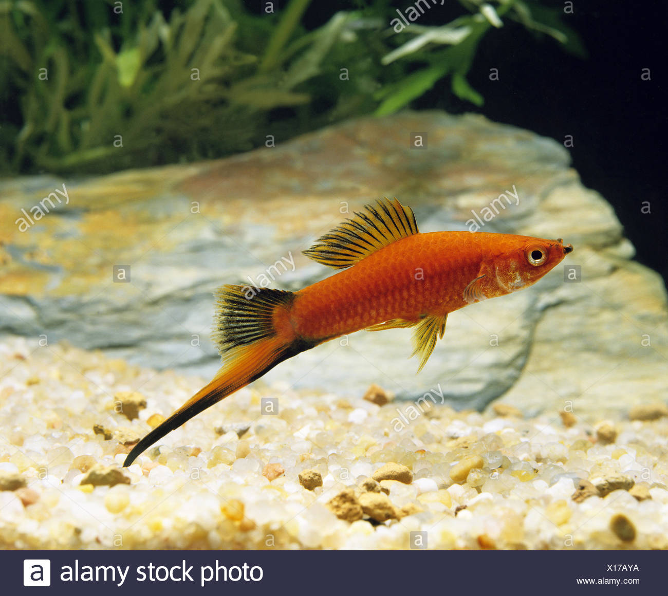 Xiphophorus Helleri Stock Photos & Xiphophorus Helleri Stock Images - Alamy