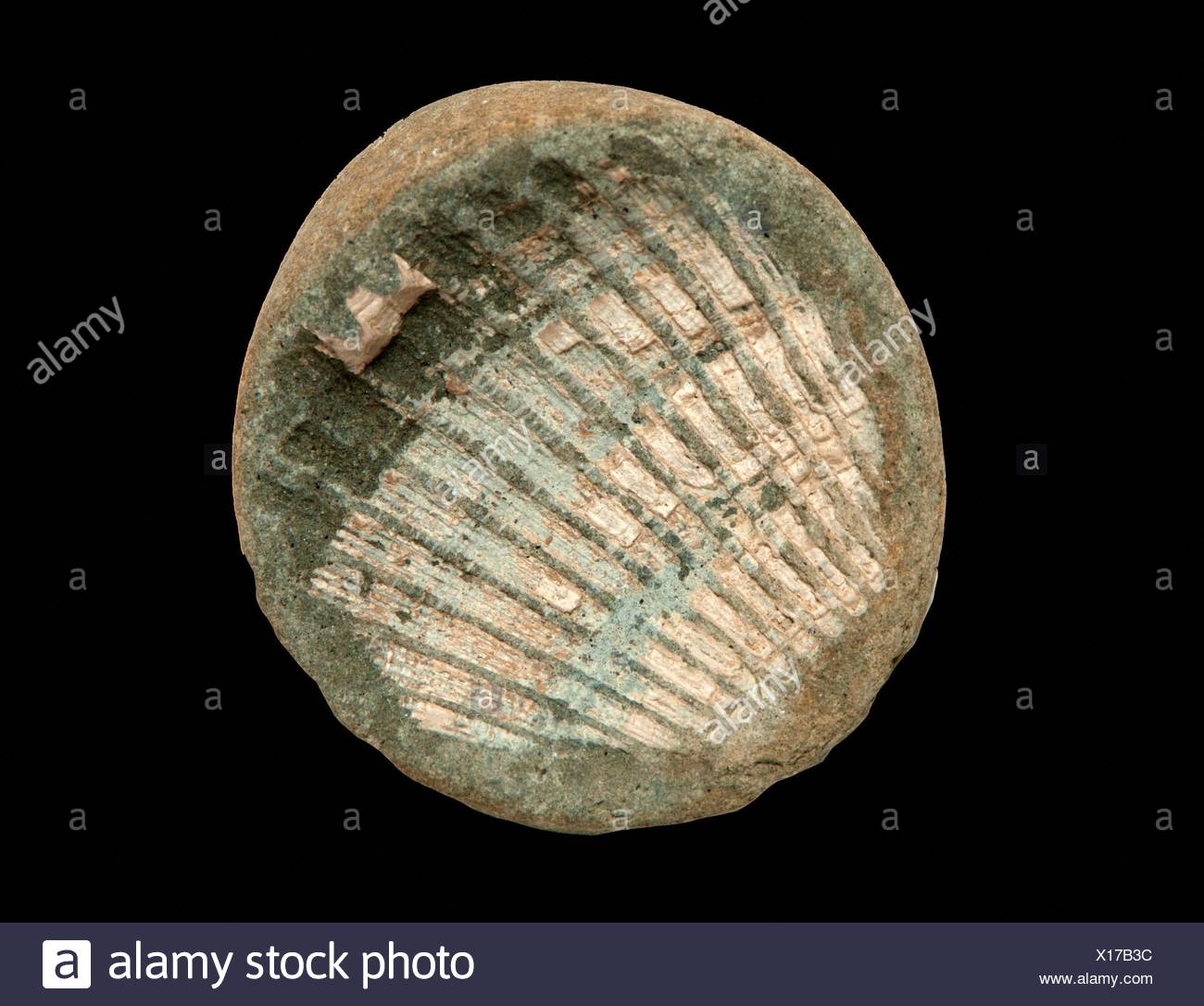 Fossil Impression Shell High Resolution Stock Photography and Images ...