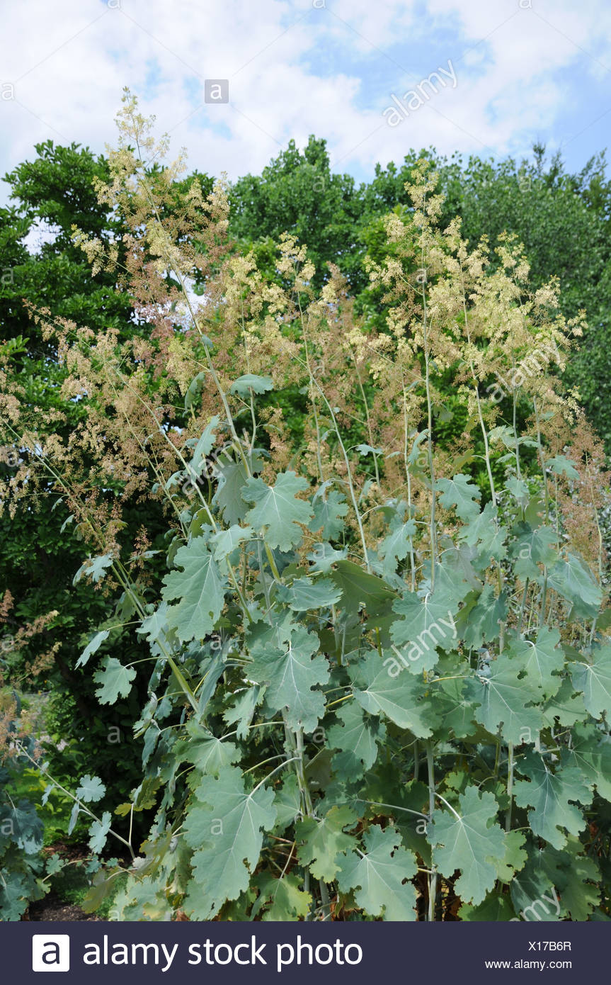 Macleaya Cordata Stock Photos & Macleaya Cordata Stock Images - Alamy