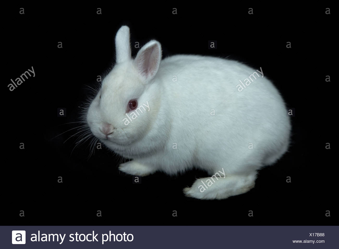Albino Rabbit High Resolution Stock Photography and Images - Alamy