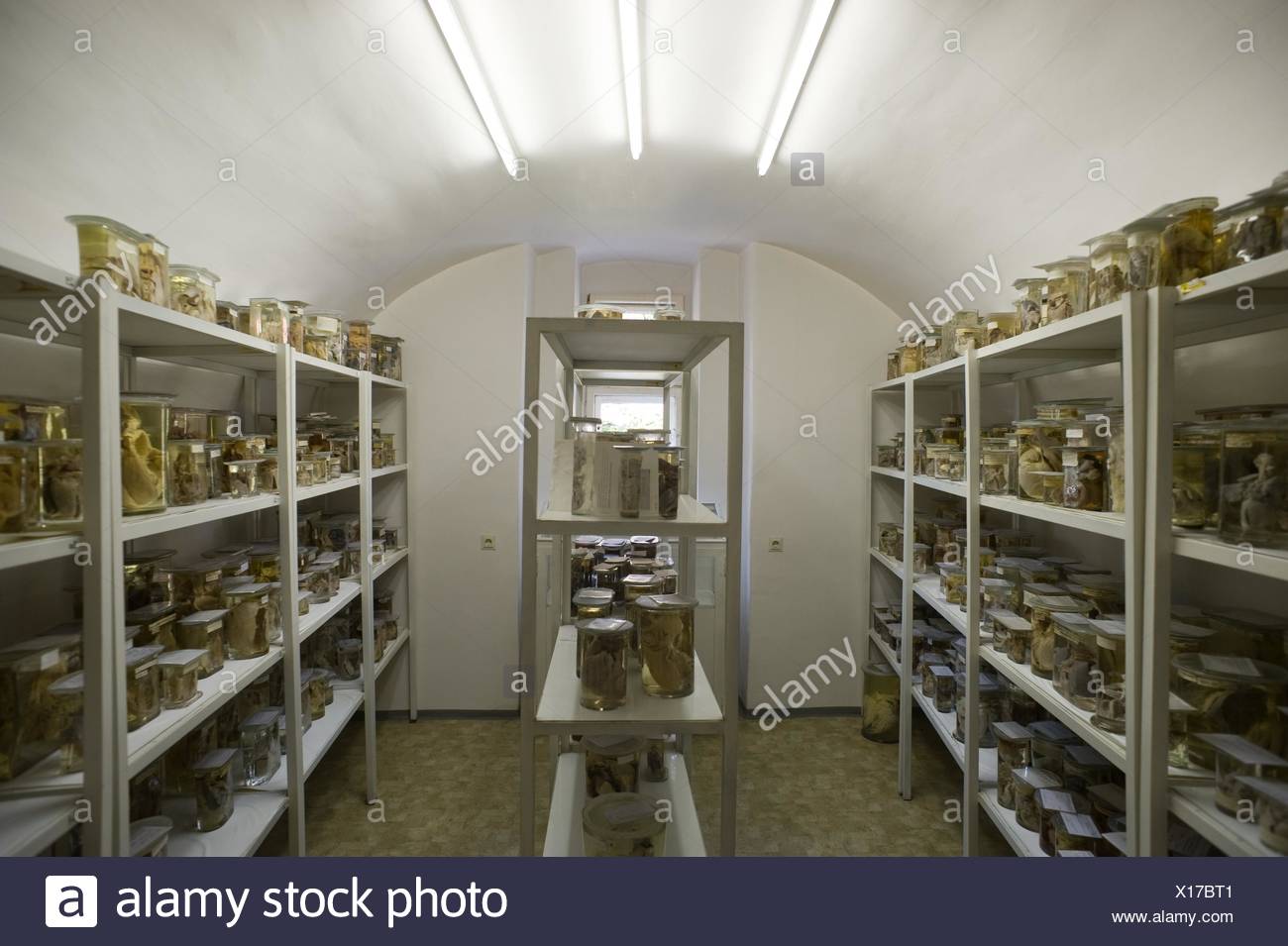 Narrenturm Vienna Stock Photos & Narrenturm Vienna Stock Images - Alamy