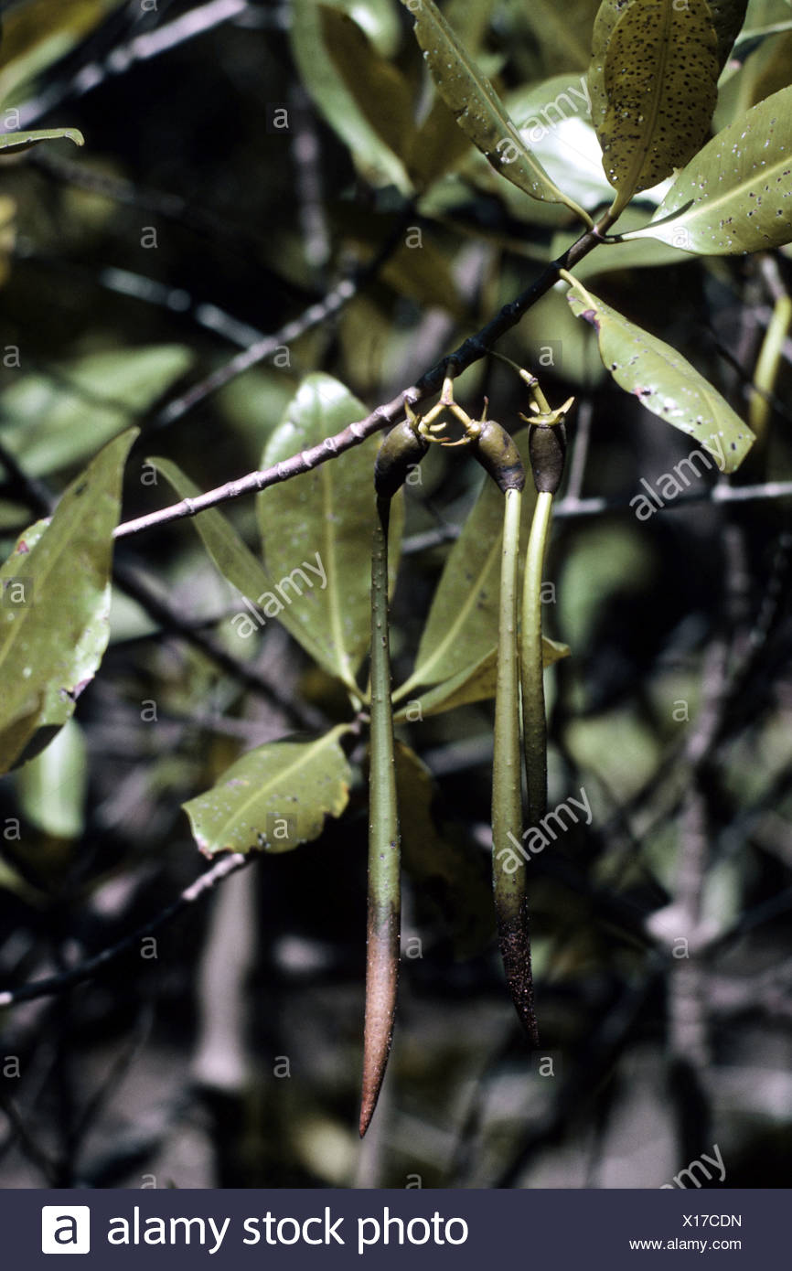 Red Mangrove Flower High Resolution Stock Photography and Images - Alamy