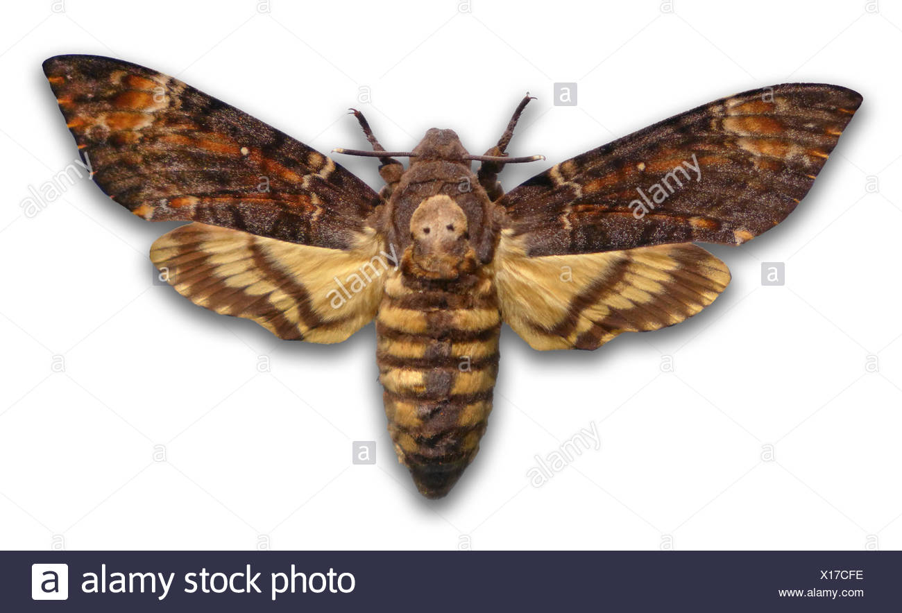 Deaths Head Hawkmoth High Resolution Stock Photography and Images - Alamy