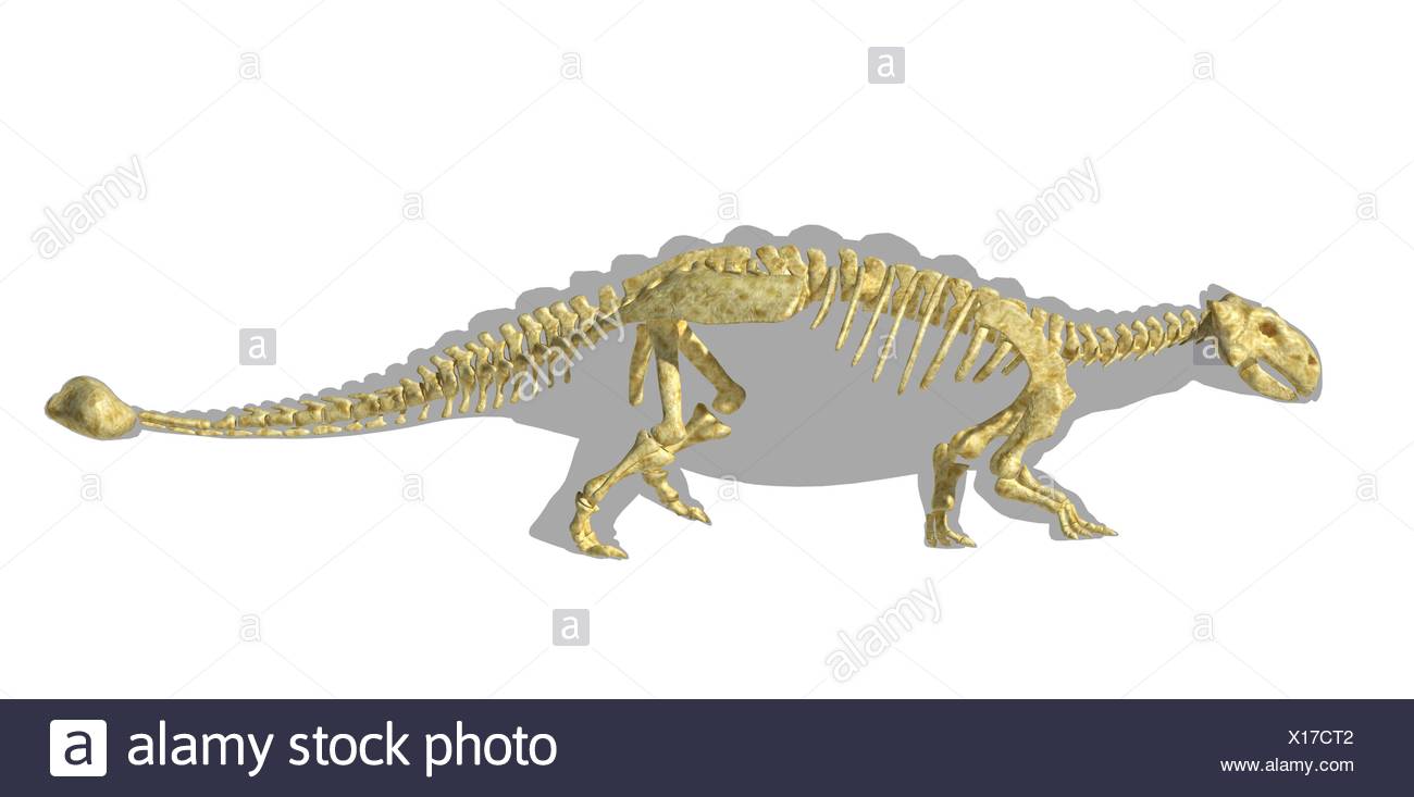 Ankylosauria Stock Photos & Ankylosauria Stock Images - Alamy
