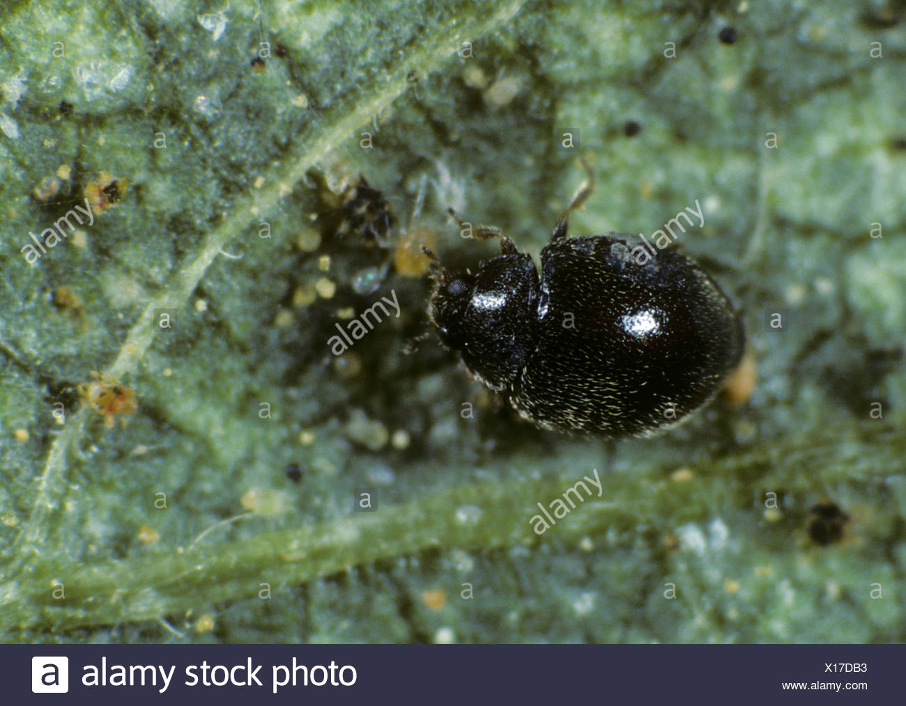 Stethorus High Resolution Stock Photography and Images - Alamy