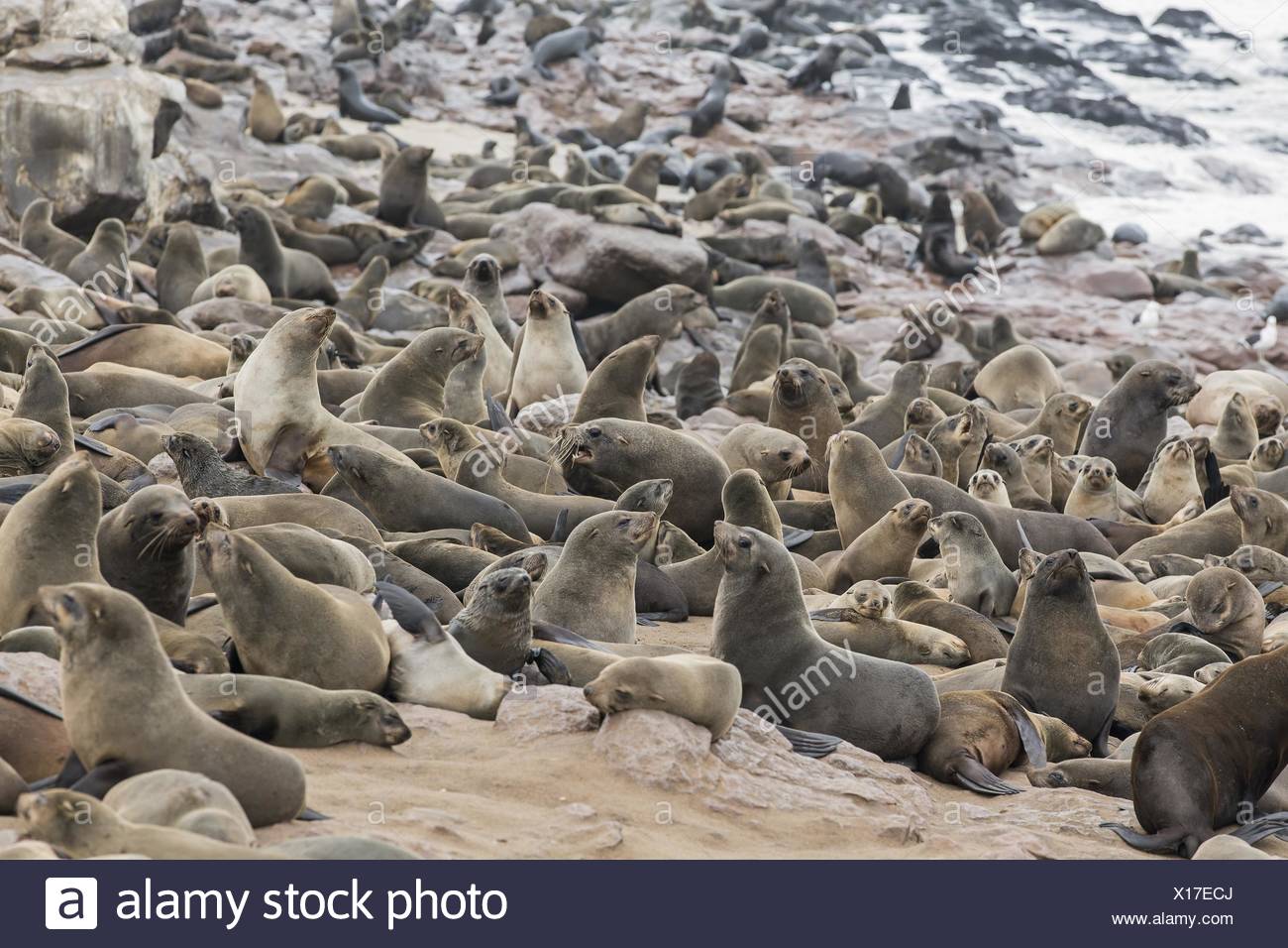 Eared Seals Stock Photos & Eared Seals Stock Images - Alamy