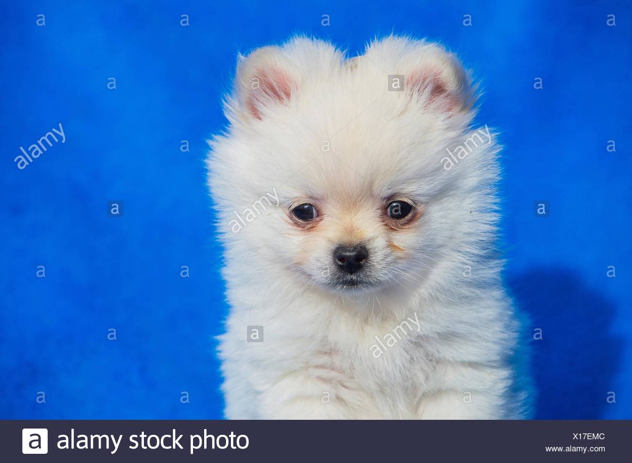 Pomchis High Resolution Stock Photography and Images - Alamy
