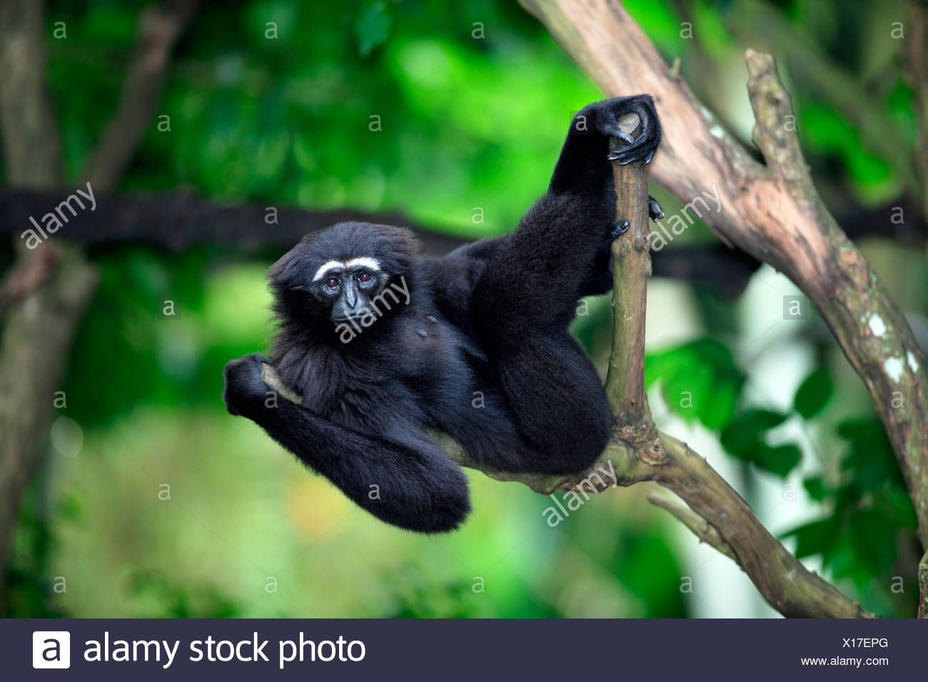 Agile Gibbon Hylobates Agilis Stock Photos & Agile Gibbon Hylobates ...