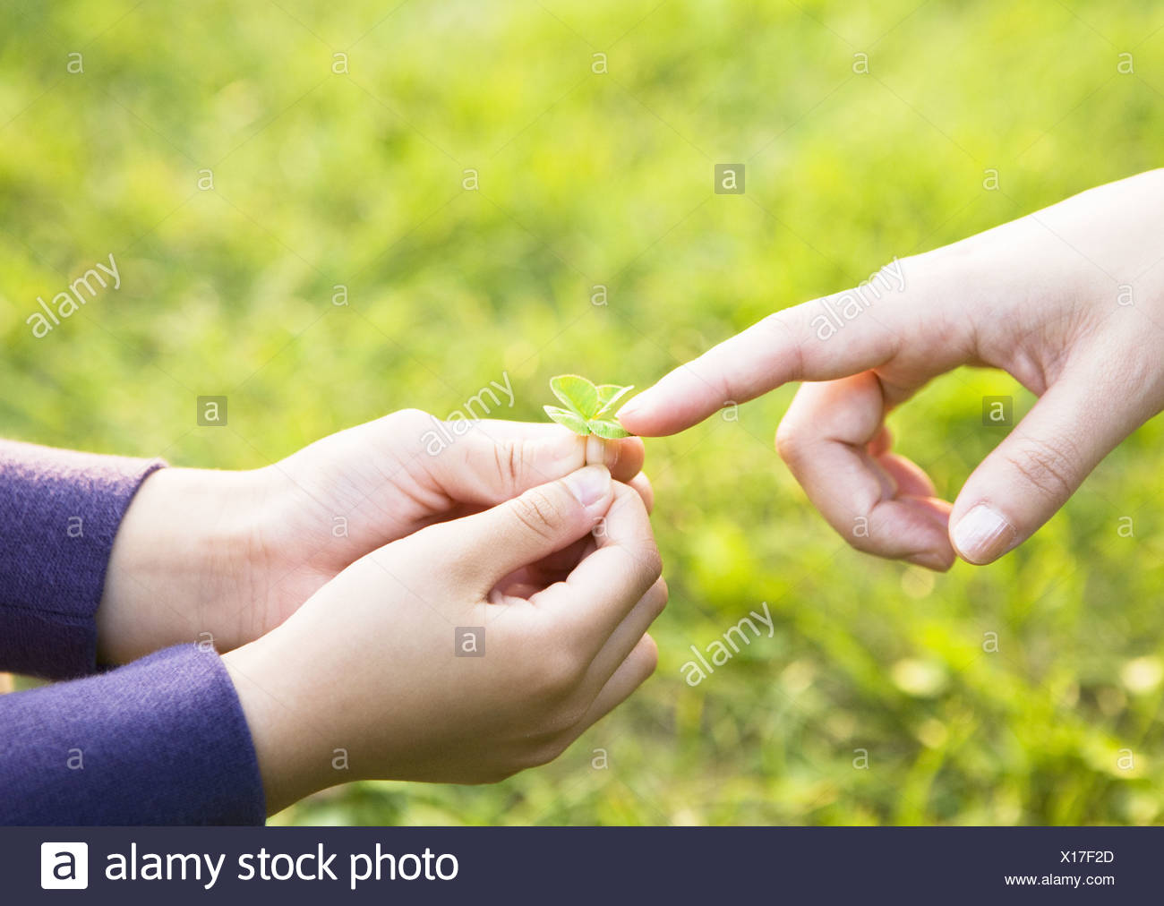 Four Leaf Clover Stock Photos & Four Leaf Clover Stock Images - Alamy