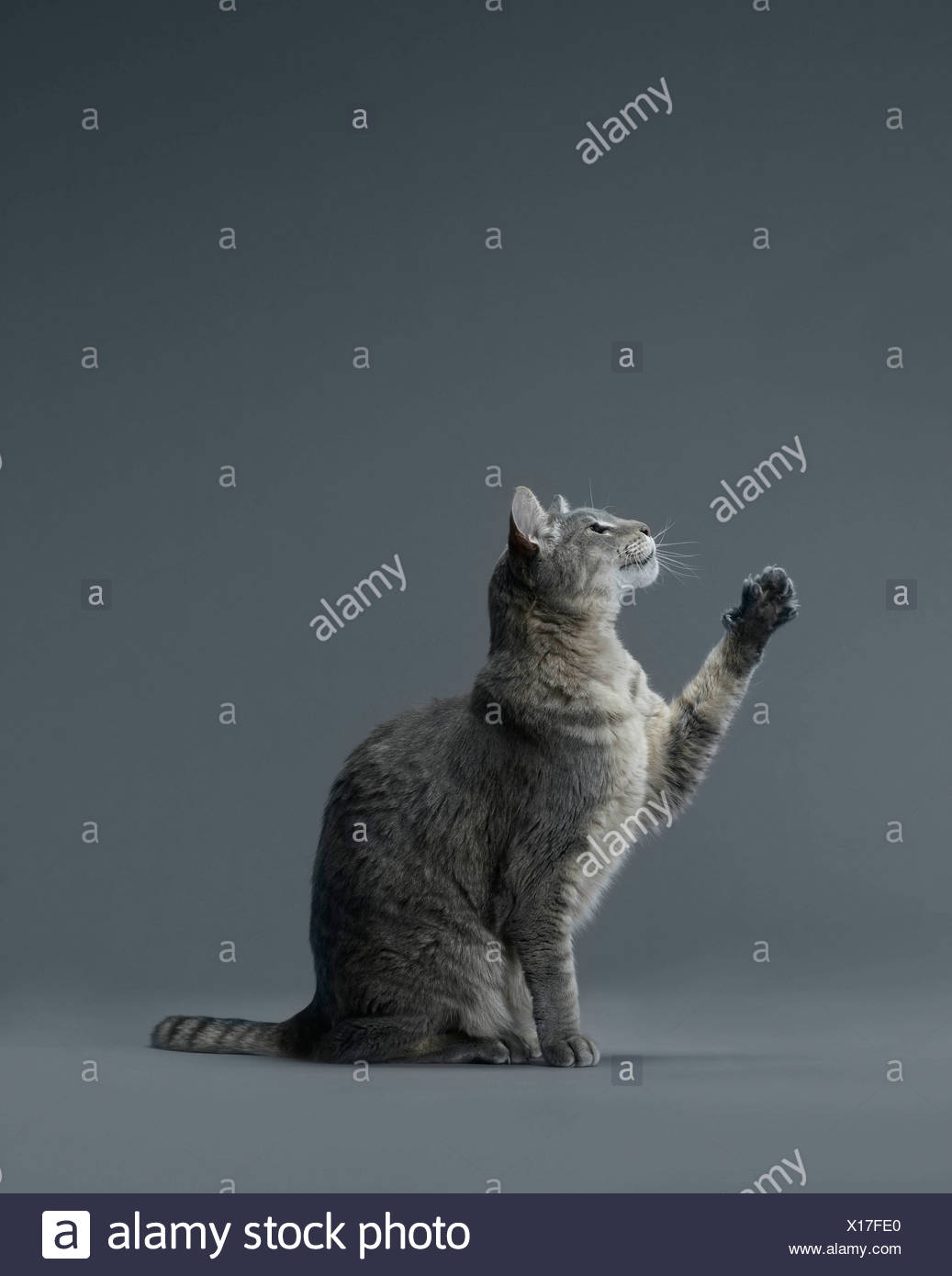 Cat Paw In Air High Resolution Stock Photography and Images - Alamy