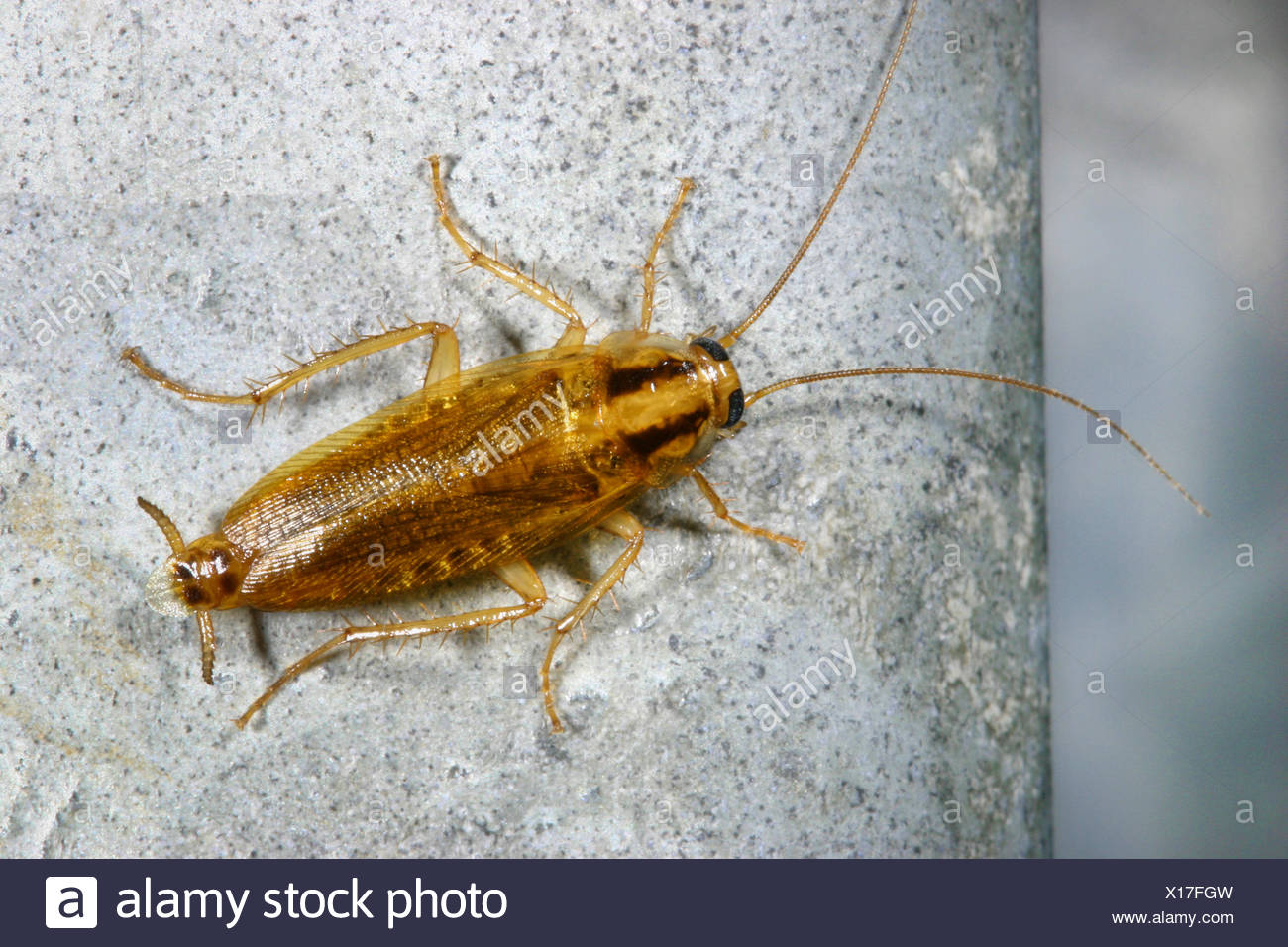 European Cockroach Stock Photos & European Cockroach Stock Images - Alamy