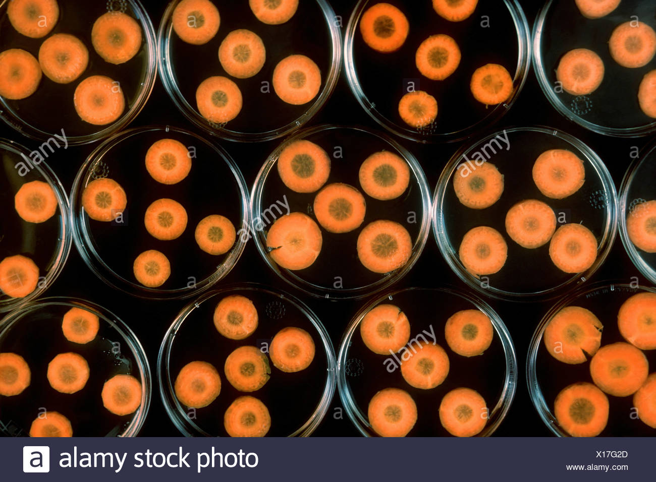 Clone Carrot High Resolution Stock Photography and Images - Alamy