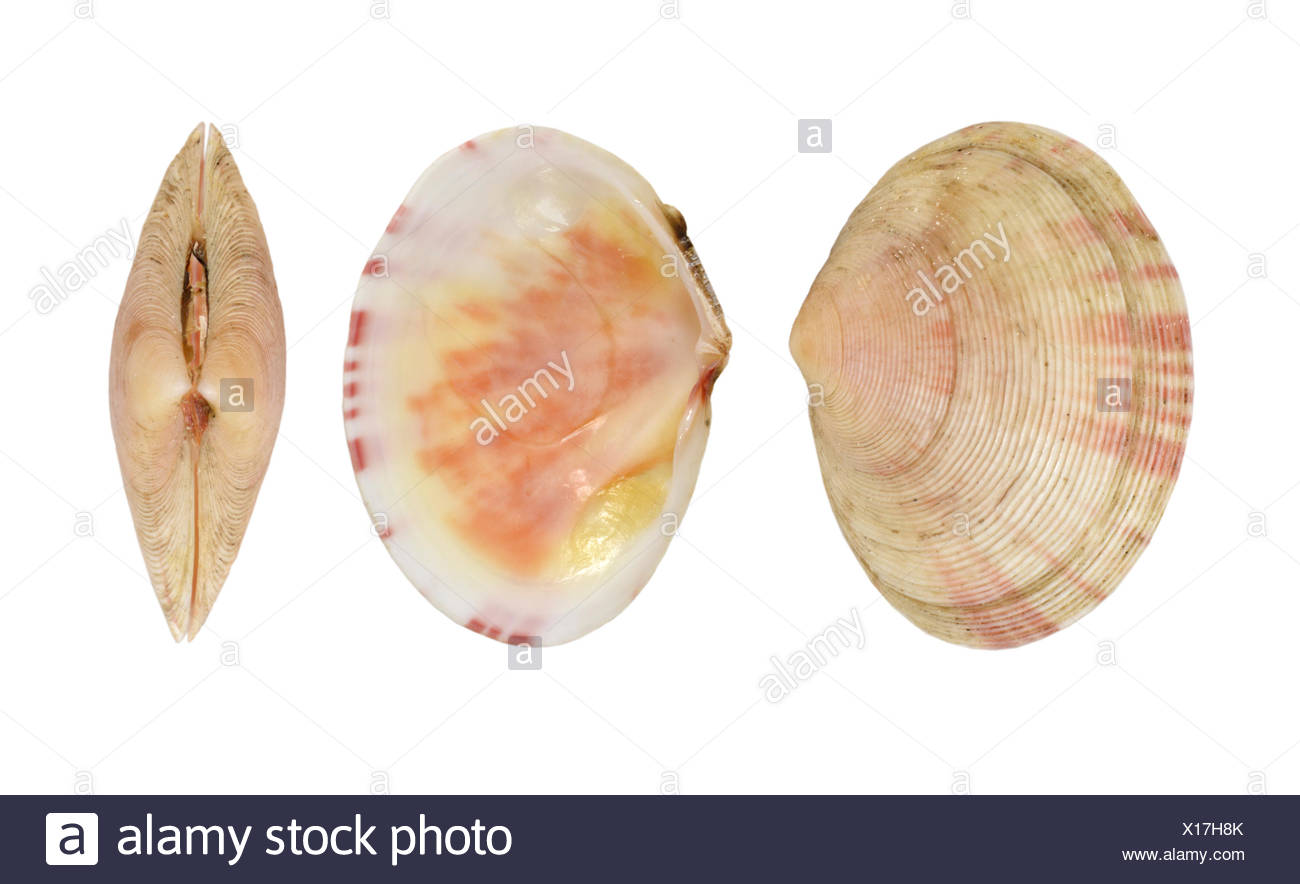 Tellina Stock Photos & Tellina Stock Images - Alamy
