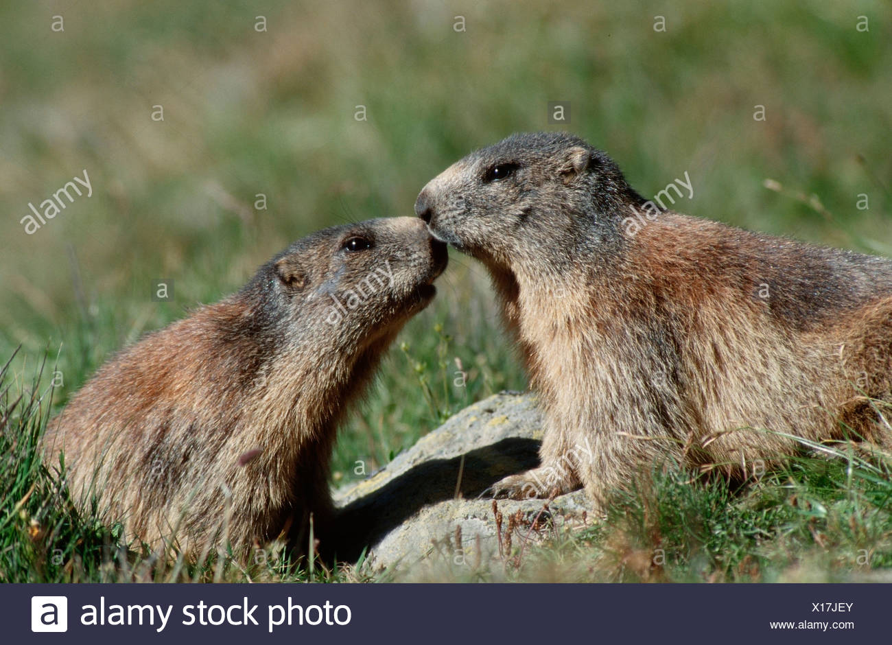 Marmots Switzerland Stock Photos & Marmots Switzerland Stock Images - Alamy