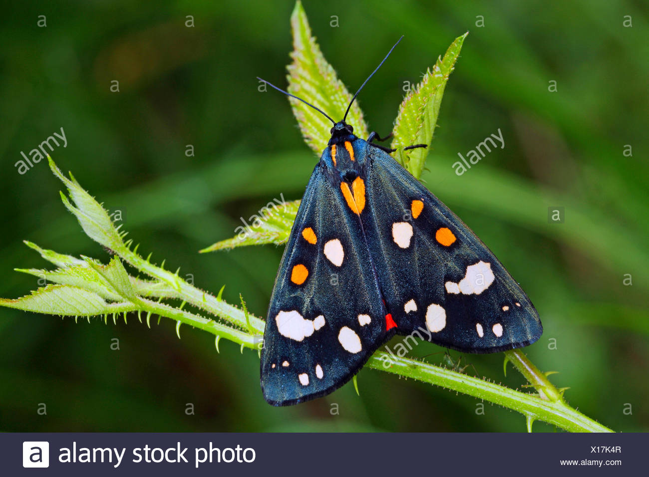 Panaxia Dominula High Resolution Stock Photography and Images - Alamy