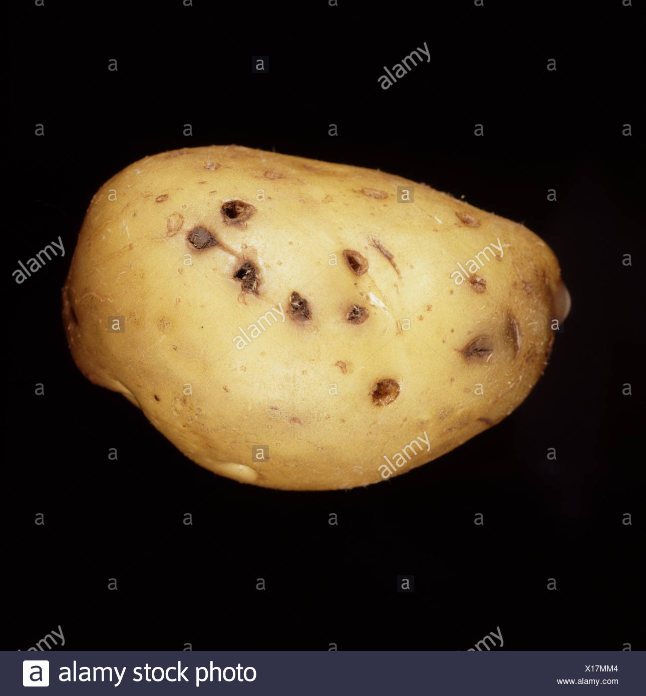 Wireworm High Resolution Stock Photography and Images - Alamy