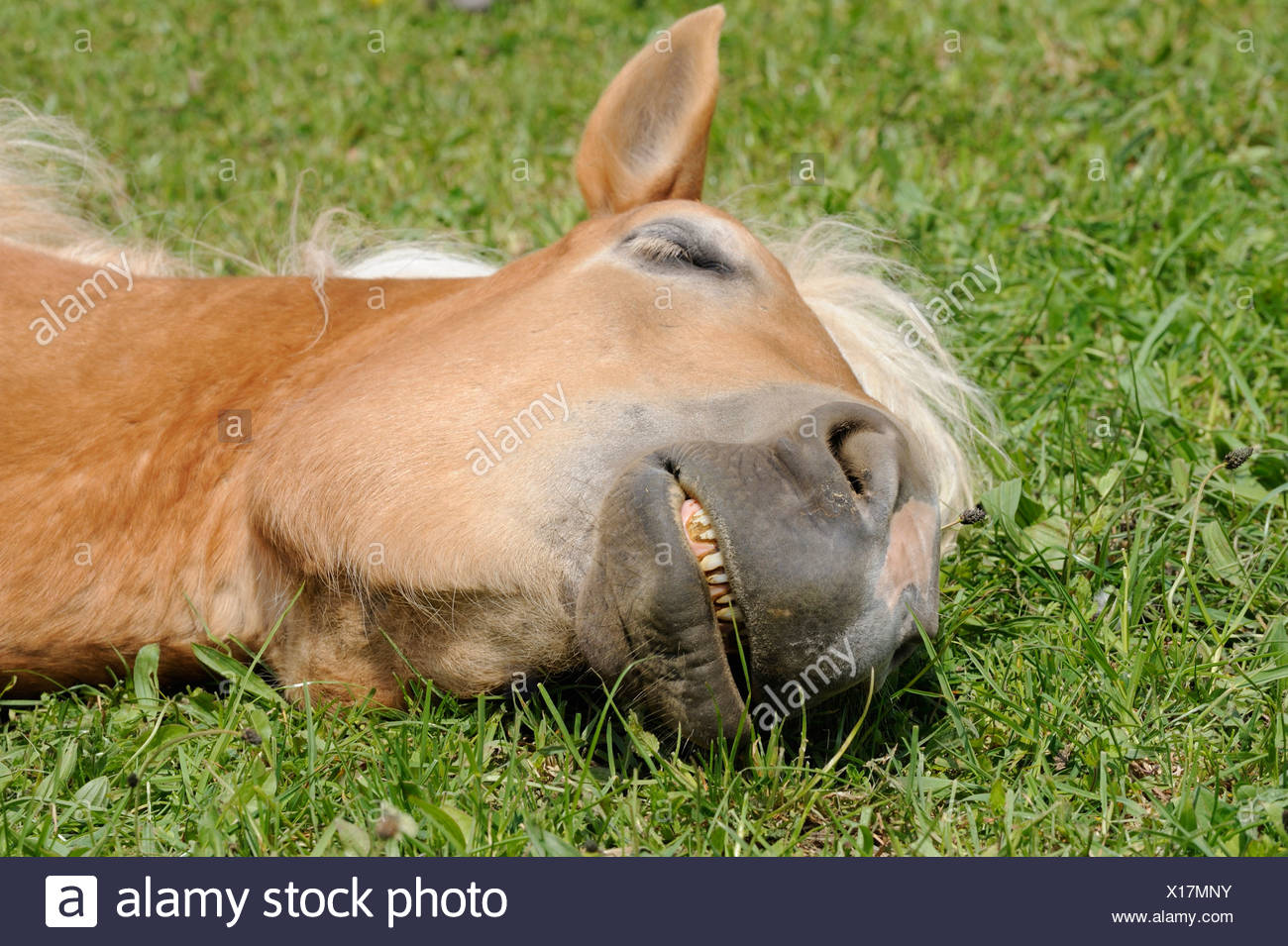 Sleeping Horse High Resolution Stock Photography and Images - Alamy