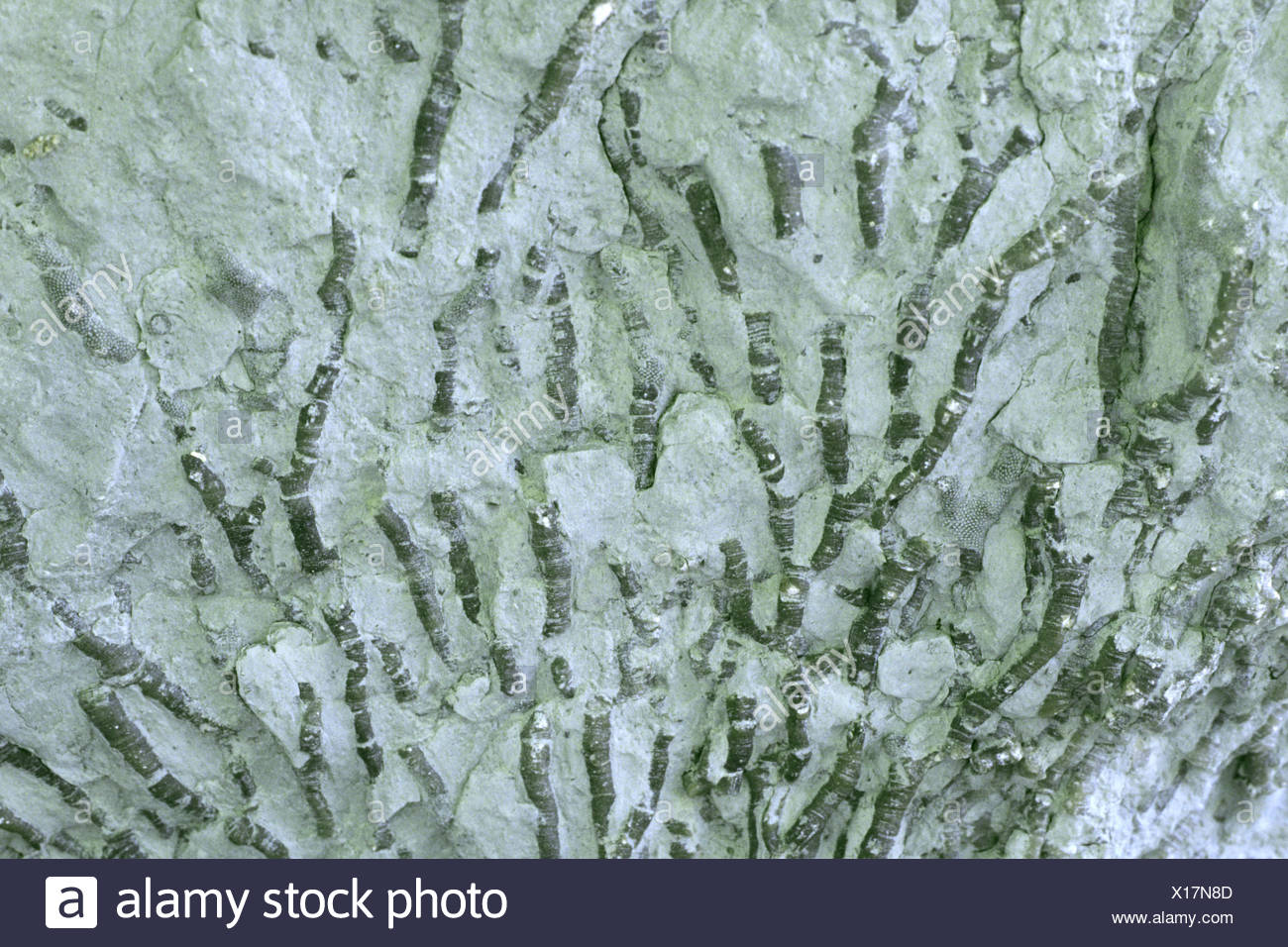 Silurian Fossils High Resolution Stock Photography and Images - Alamy