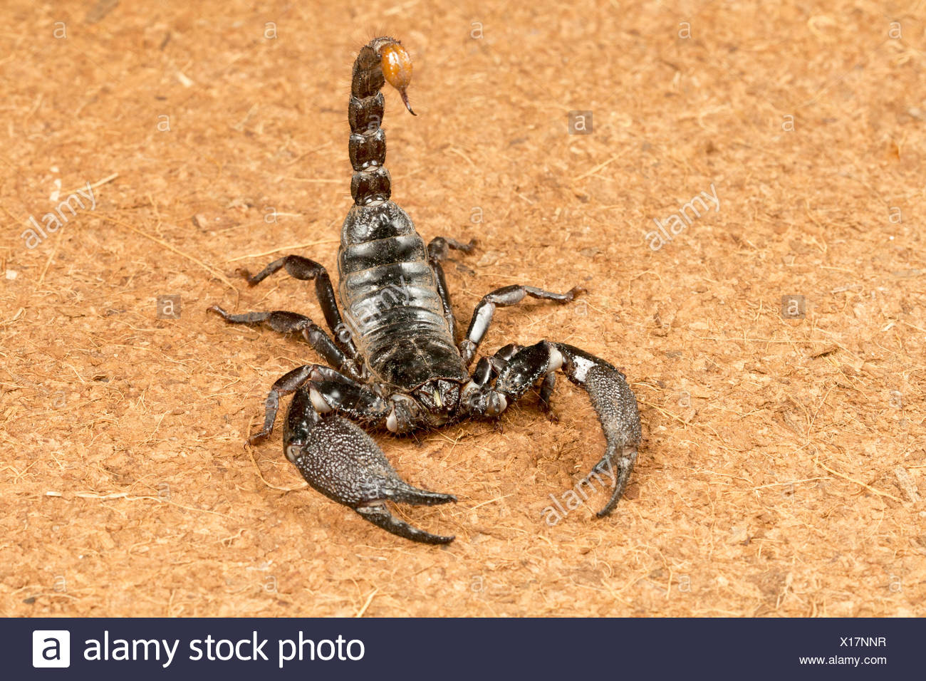 Scorpion Pincers High Resolution Stock Photography and Images - Alamy