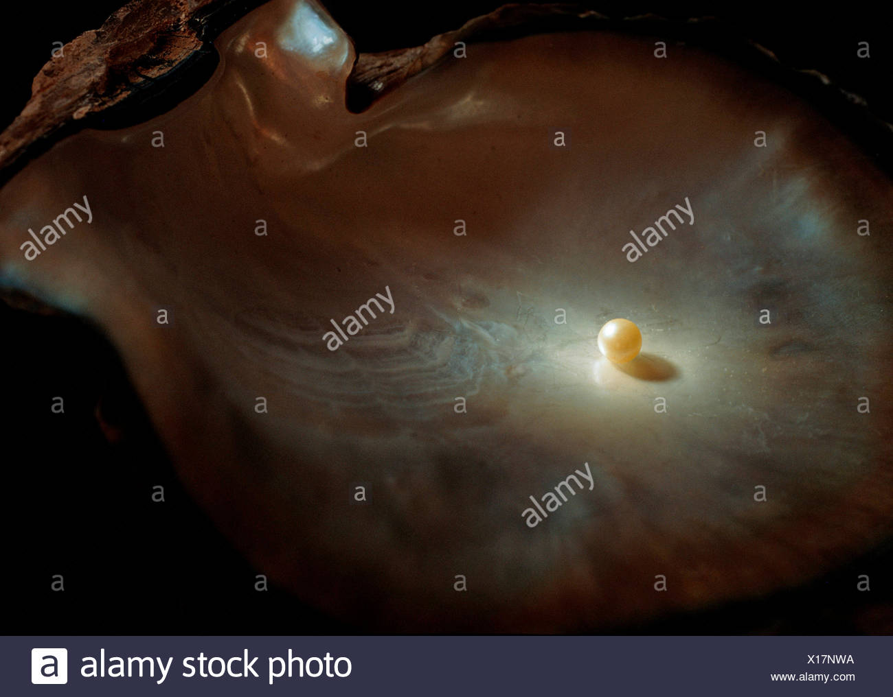 Black Pearl Oyster High Resolution Stock Photography and Images - Alamy