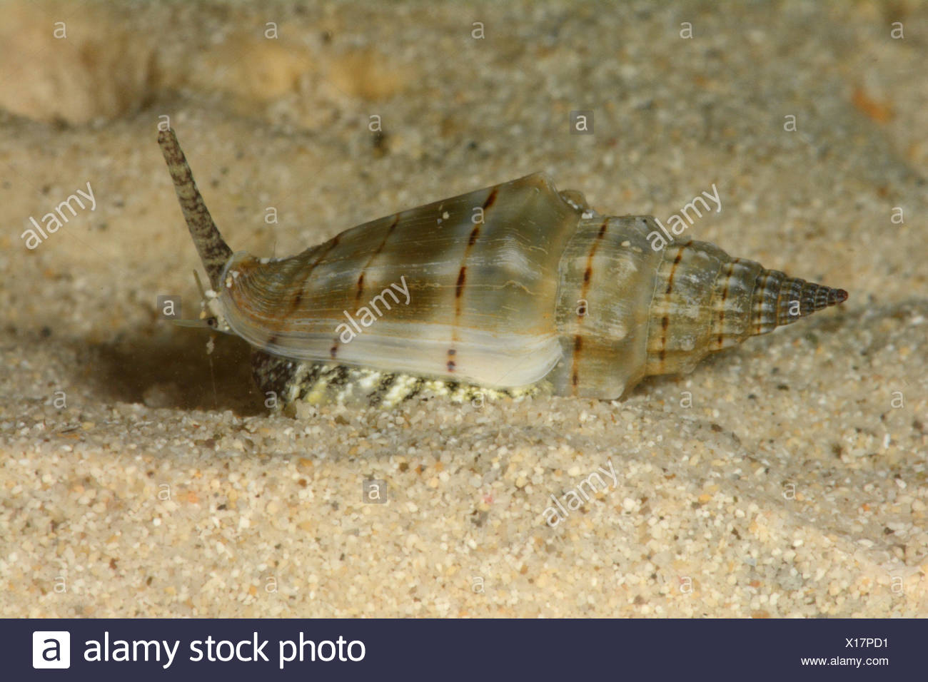 Mitre Shell High Resolution Stock Photography and Images - Alamy