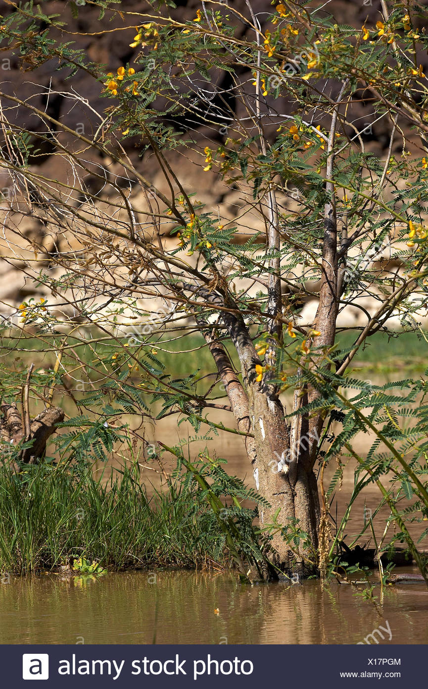 Balsa Wood Stock Photos & Balsa Wood Stock Images - Alamy