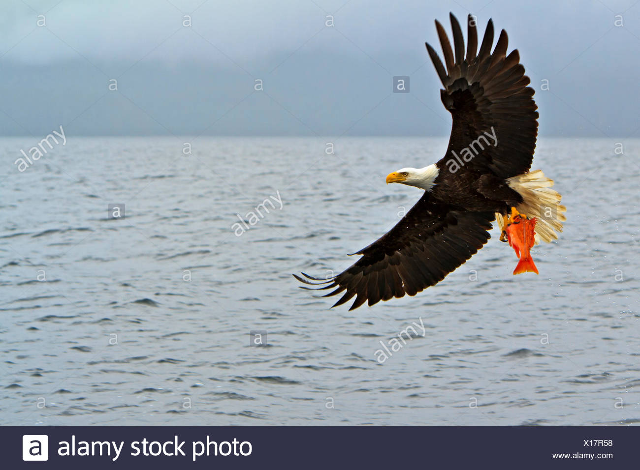 Northern Red Snapper High Resolution Stock Photography and Images - Alamy