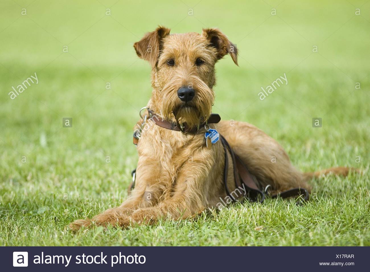 Irish Red Terrier High Resolution Stock Photography and Images - Alamy