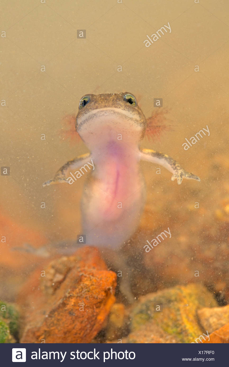 Salamandridae Larva High Resolution Stock Photography and Images - Alamy