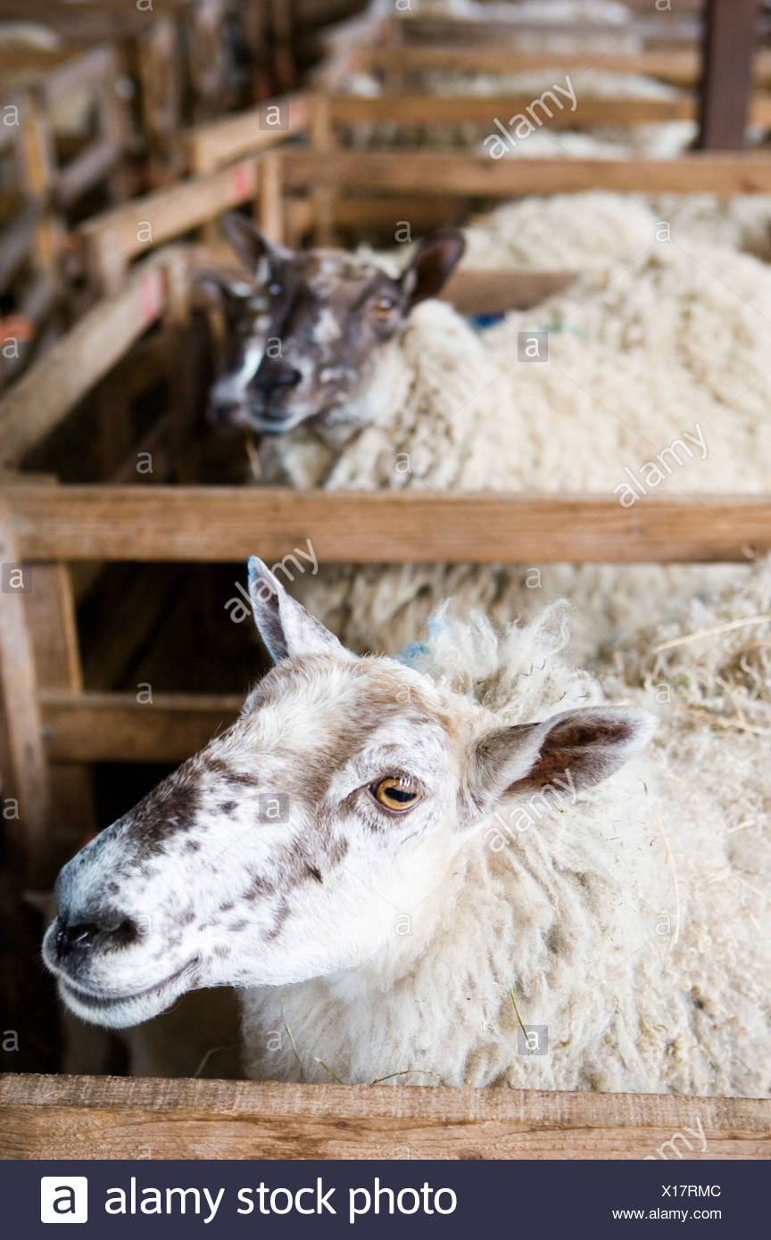 Farm Pens High Resolution Stock Photography and Images - Alamy