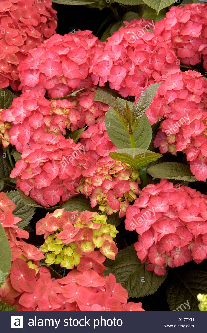 Selina Stock Photos & Selina Stock Images - Alamy