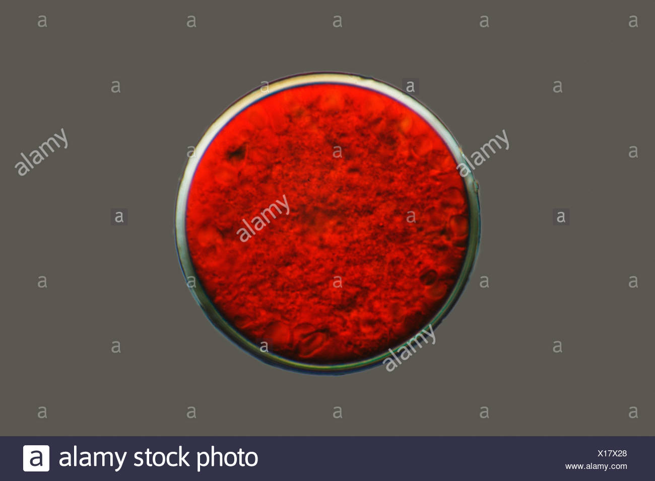 Haematococcus Pluvialis High Resolution Stock Photography and Images ...