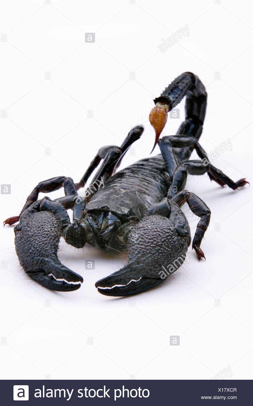 Scorpio And Scorpio High Resolution Stock Photography and Images - Alamy