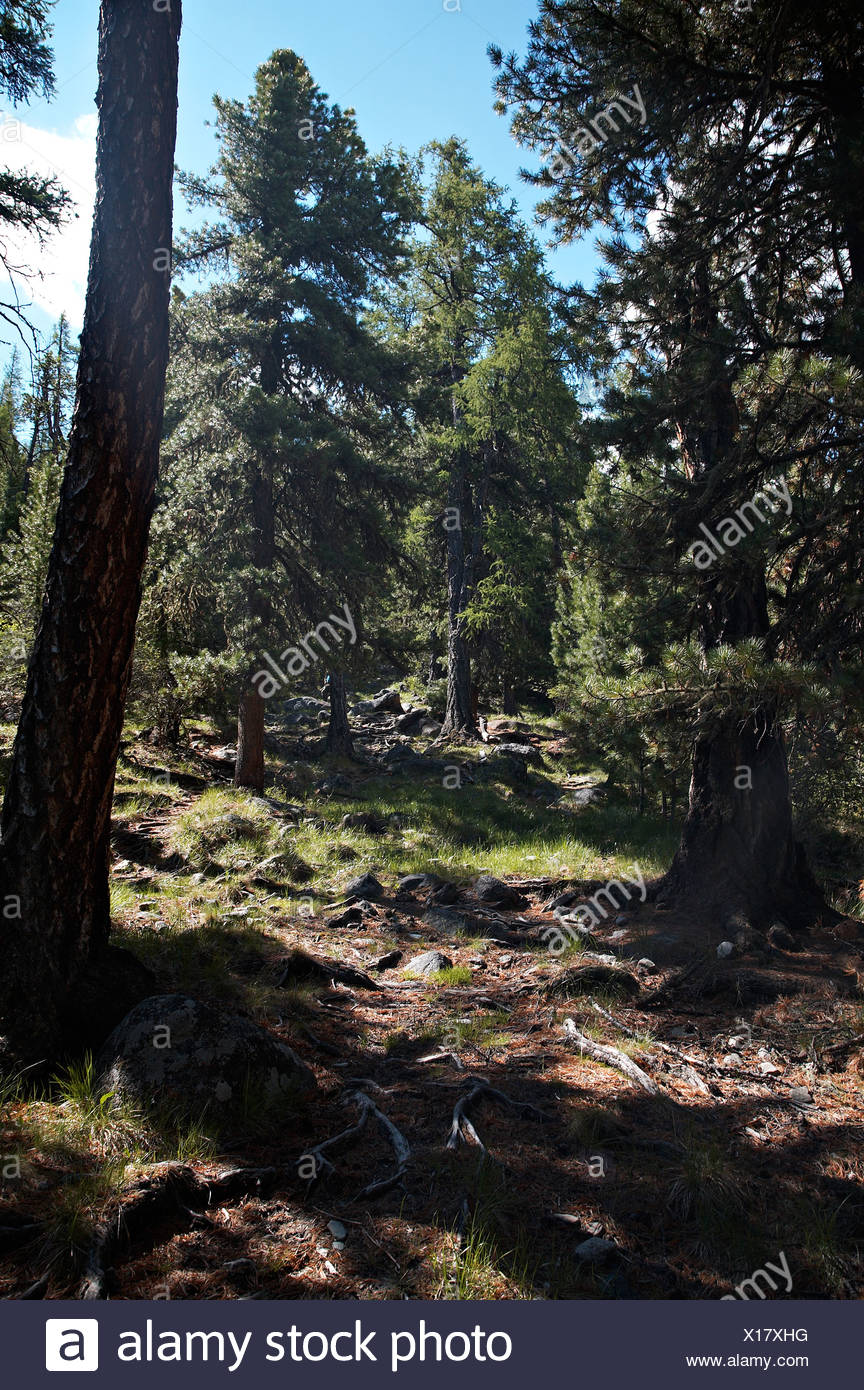 Taiga Trees High Resolution Stock Photography and Images - Alamy