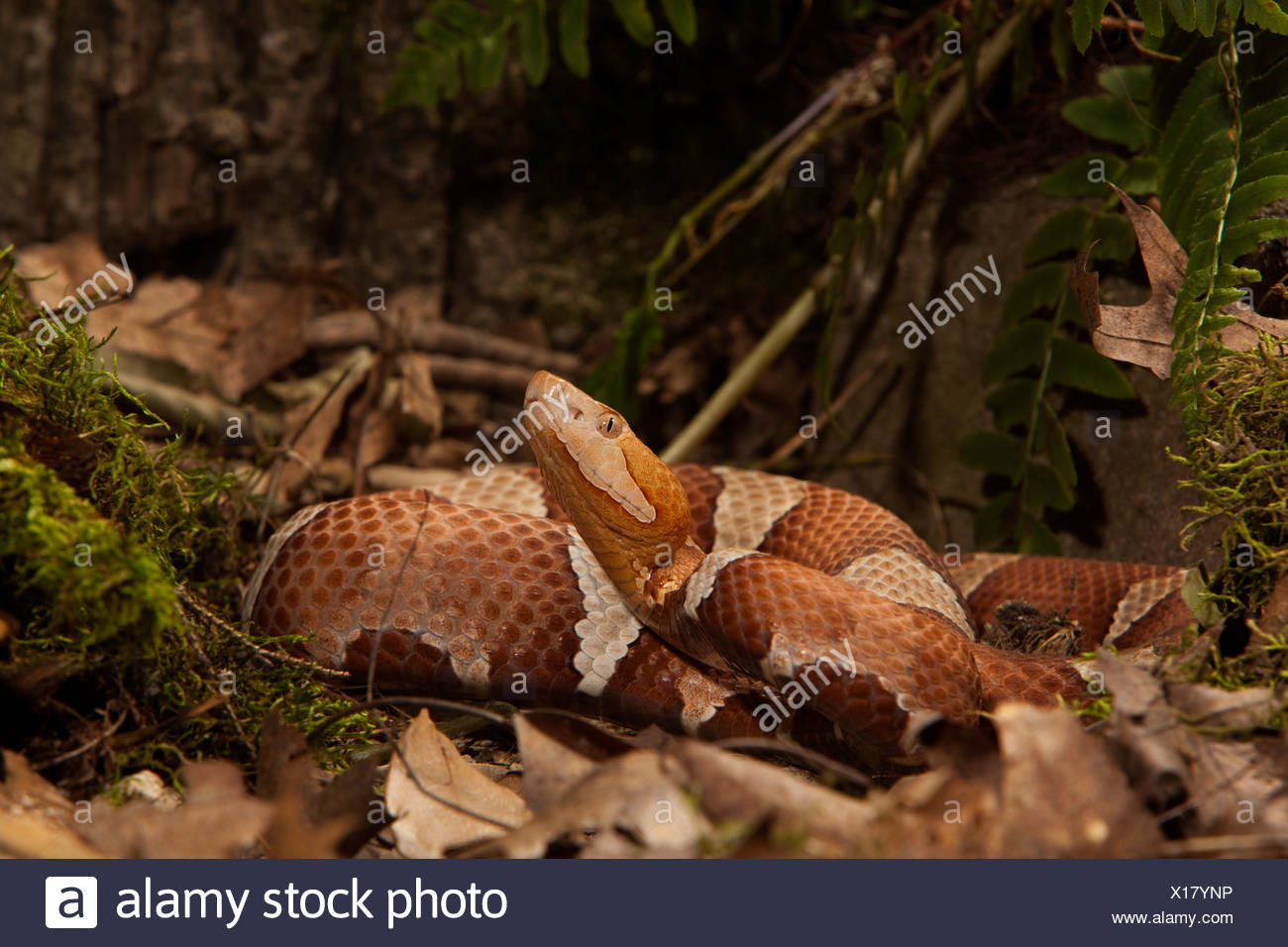 Broad Banded Copperhead Snake Stock Photos & Broad Banded Copperhead Snake Stock Images - Alamy
