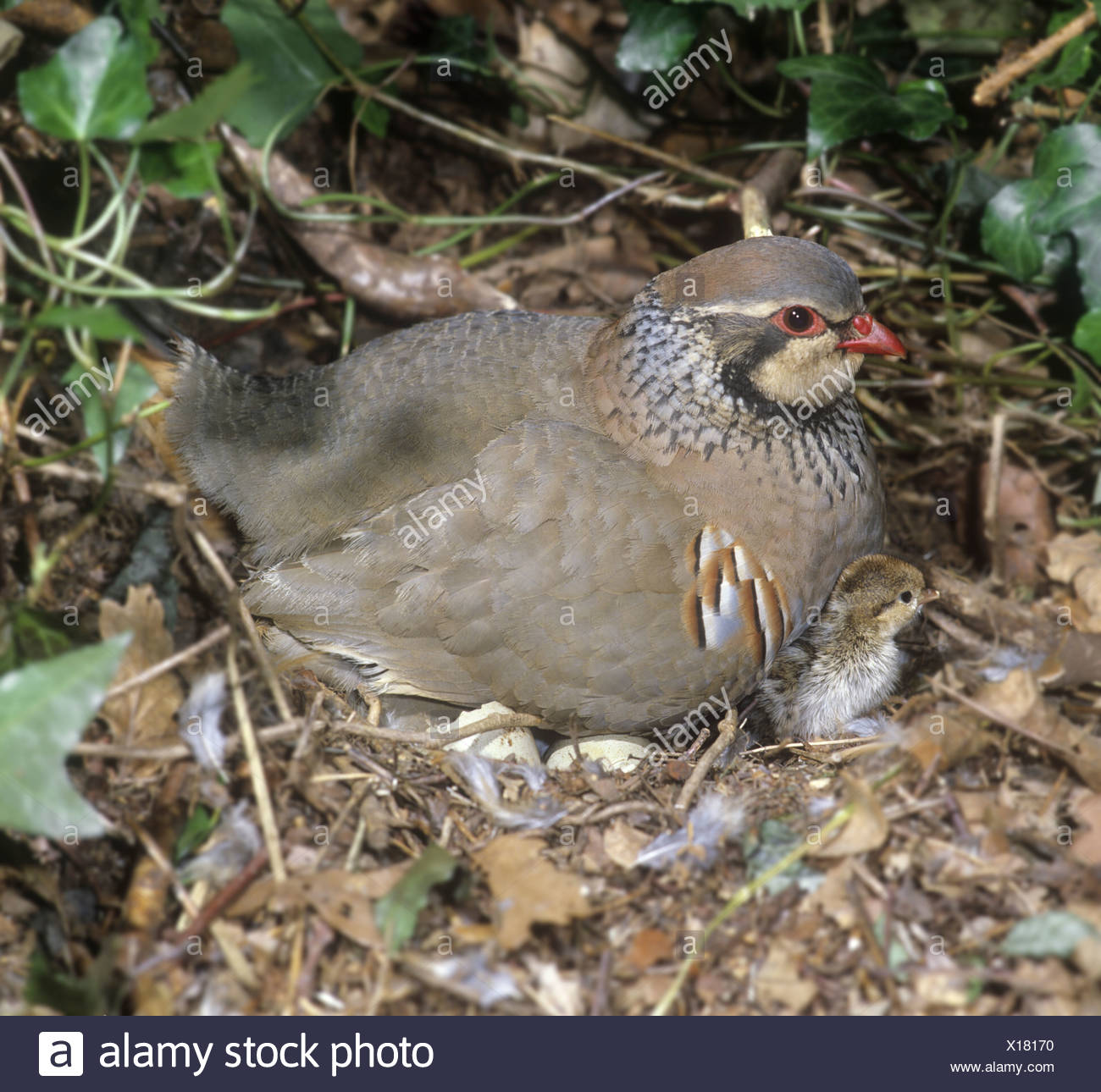 Nesting Partridge High Resolution Stock Photography and Images - Alamy