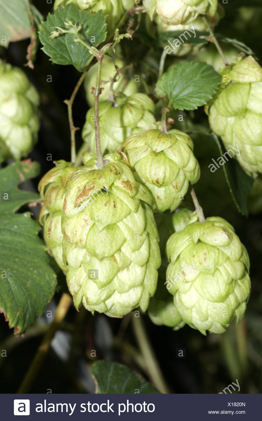 Wild Hops High Resolution Stock Photography and Images - Alamy