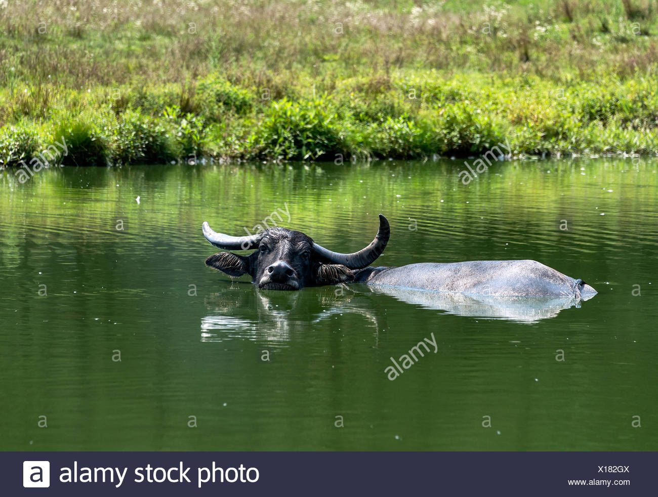 African Water Buffalo Stock Photos & African Water Buffalo Stock Images ...