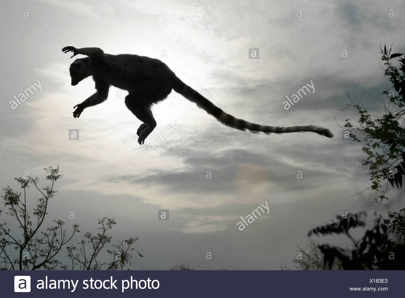 Leaping Lemurs High Resolution Stock Photography and Images - Alamy