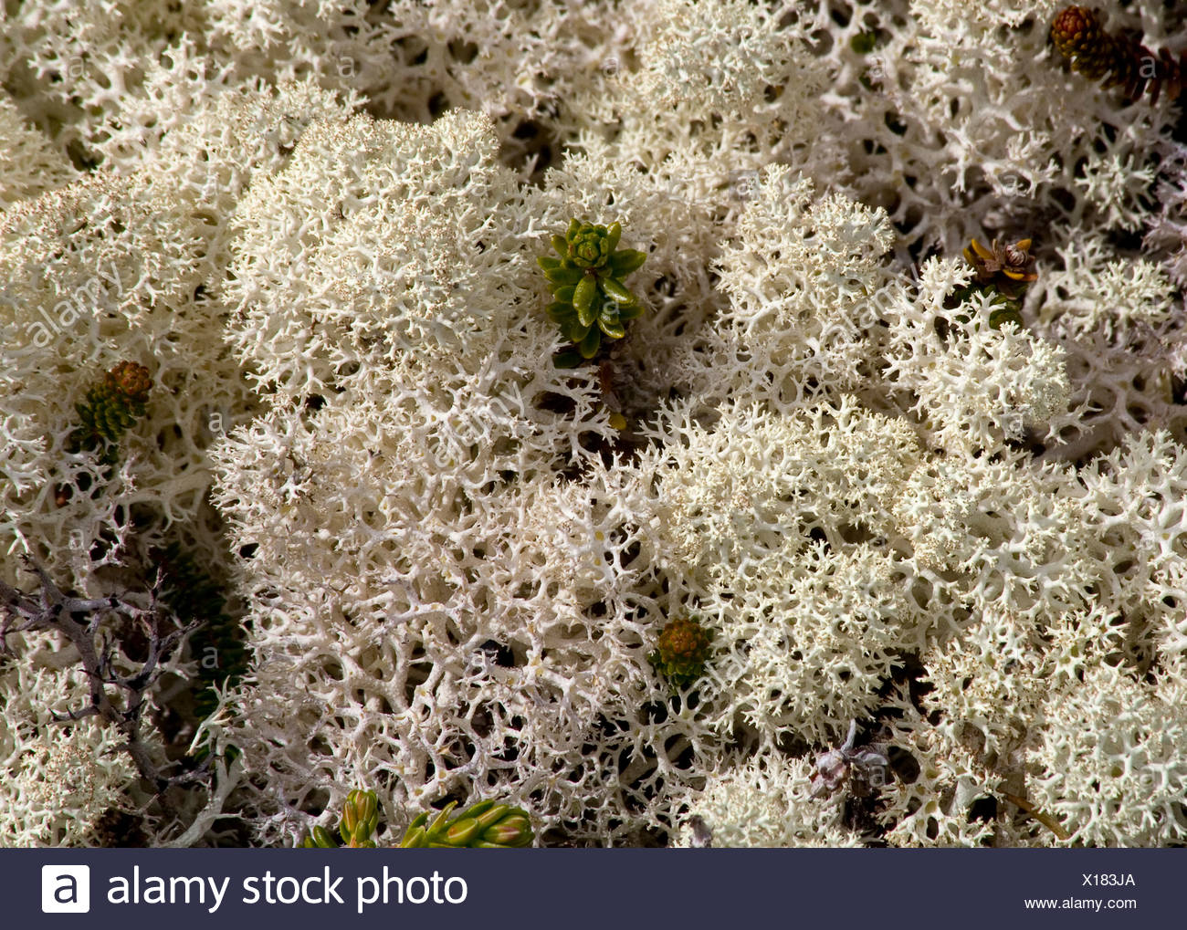 Grey Lichens High Resolution Stock Photography and Images - Alamy