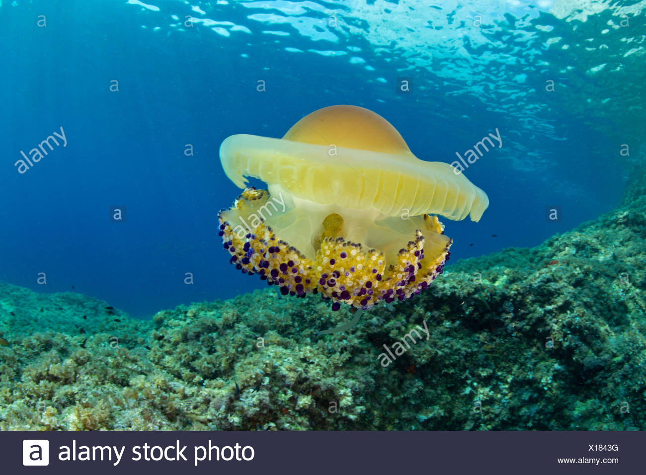 Cotylorhiza Tuberculata Jellyfish Mediterranean High Resolution Stock ...