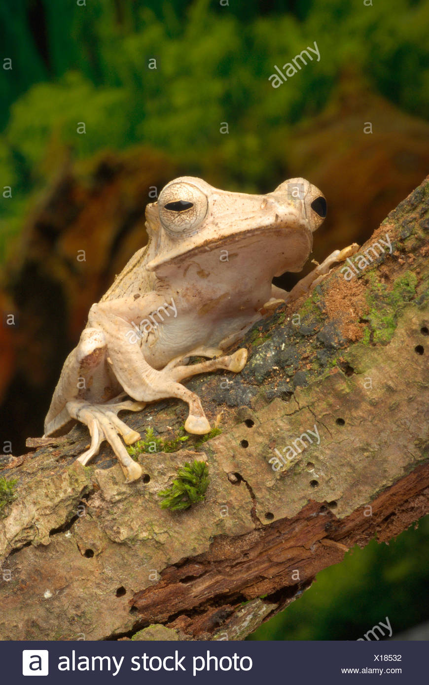File Eared Tree Frog Stock Photos & File Eared Tree Frog Stock Images ...