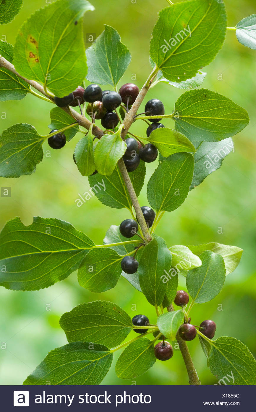 Buckthorn Plants High Resolution Stock Photography and Images - Alamy