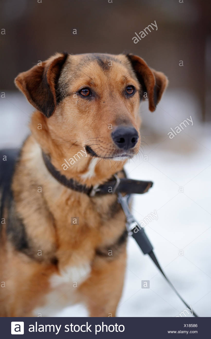 A Mongrel High Resolution Stock Photography and Images - Alamy