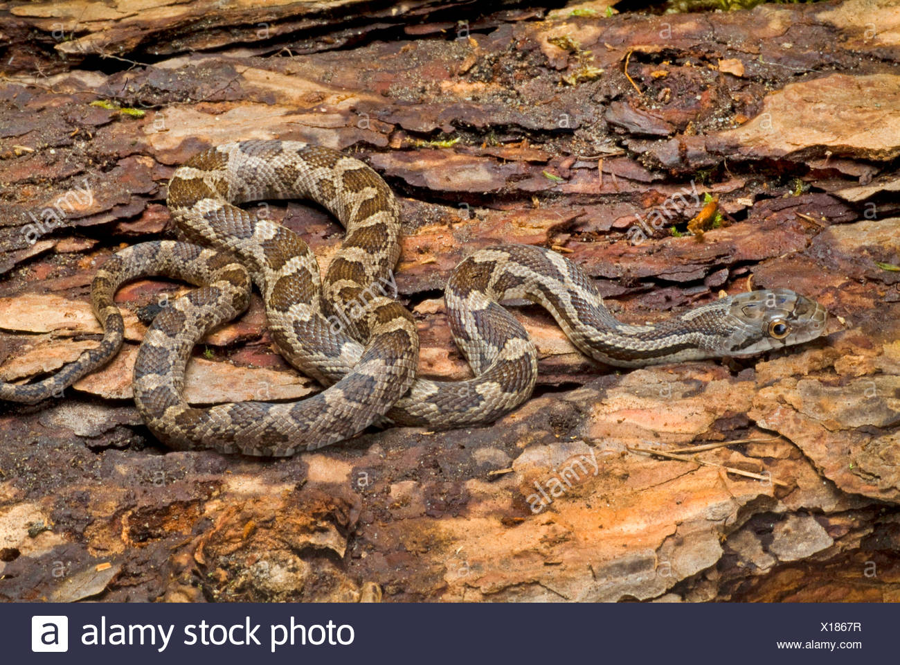 North American Rat Snake High Resolution Stock Photography and Images ...