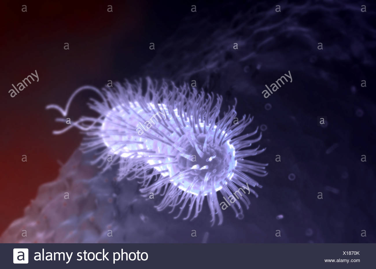 H Pylori Stock Photos & H Pylori Stock Images - Alamy
