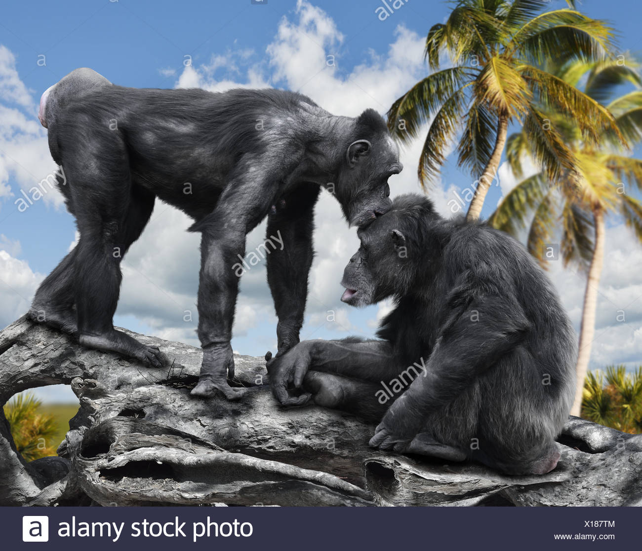 Monkeys Kissing Stock Photos & Monkeys Kissing Stock Images - Alamy