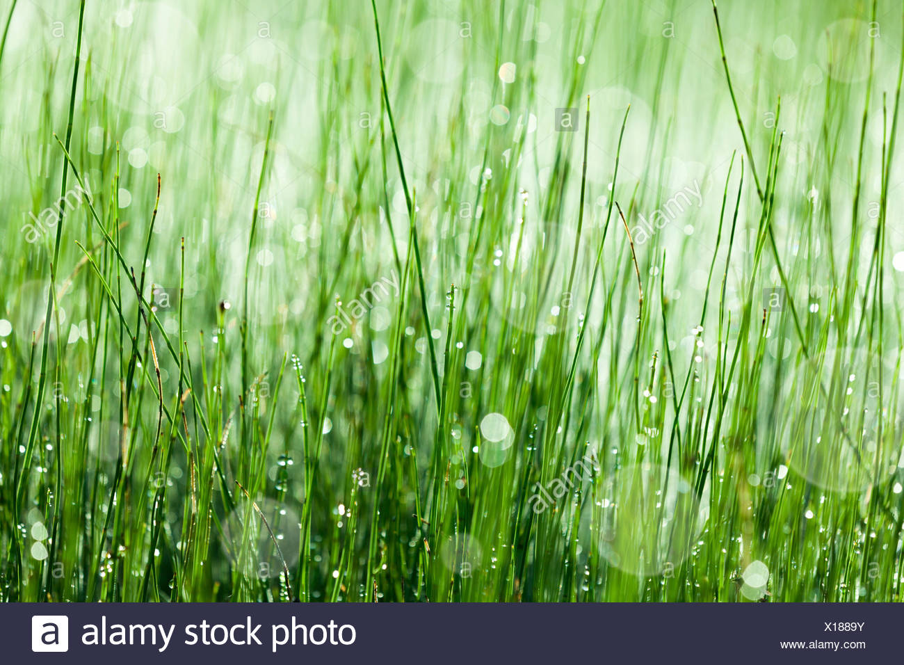 Horsetail Equisetum Sp High Resolution Stock Photography and Images - Alamy