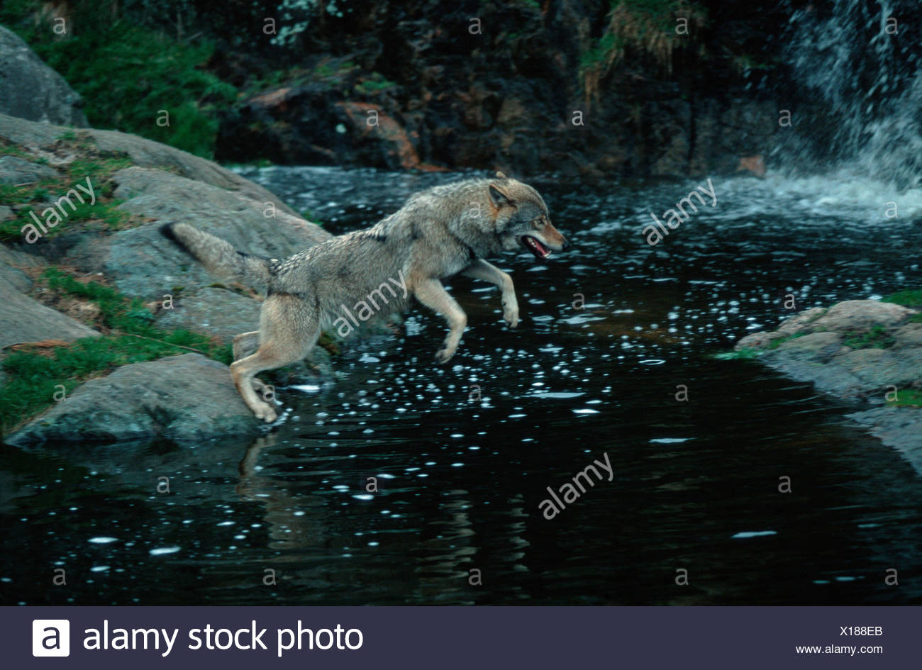 Jumping Wolf High Resolution Stock Photography and Images - Alamy