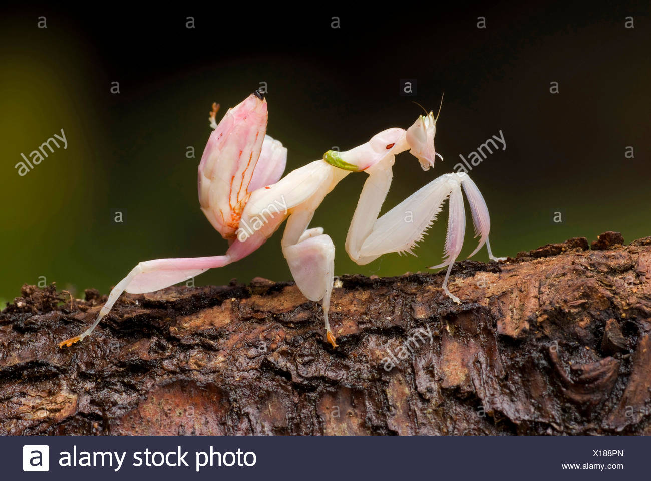 Orchid Mantis Hymenopus Coronatus High Resolution Stock Photography and ...